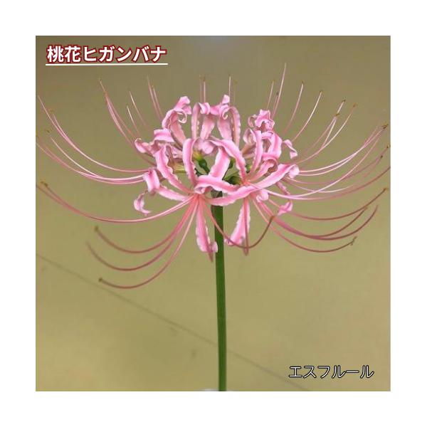 桃花ヒガンバナは九州で見つかった彼岸花で、花弁がピンク色で大輪の花を咲かせます。科目：ヒガンバナ科分類：球根開花期：9〜10月頃最終草丈：40cm位生育環境：日向耐寒温度：強お届け状態：ポット入り球根1球※7/4現在は休眠期のため芽は出てお...