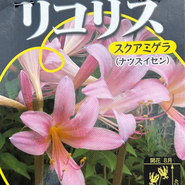 夏に淡いピンクの花が咲き、葉の形が水仙に似ていることから「ナツズイセン」とも呼ばれます。日当たりと水はけのよい肥沃な土壌に植えると植えっぱなしでも毎年開花します。※リコリスは移植を嫌うため、植え付け一年目は開花しない場合がございます。科目：...