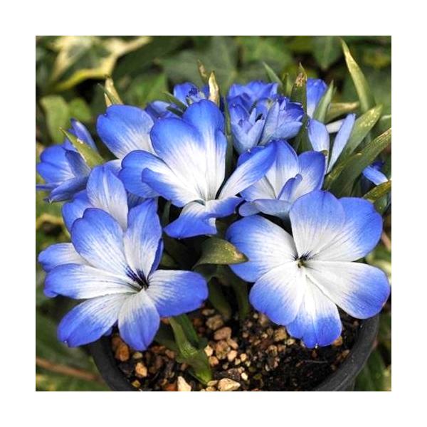 希少性の高い球根植物で、澄んだブルーの花色が美しい春の人気品種です。南米チリ原産の珍しい植物で、「アンデスの青い星」と呼ばれます。ライヒトリニーは花のライトブルーの花色に中央部が白く、グラデーションが美しい品種です。寒さにはやや弱く、霜対策...
