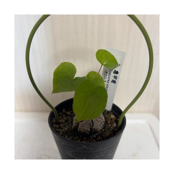 ビザールプランツ（奇妙な植物）や珍奇植物として人気があります。亀甲竜は、亀の甲羅のような塊根が人気の植物です。夏の終わりから塊根上からツルが伸びて可愛らしいハート型の葉が出ます。生長すると亀の甲羅ような形状になります。冬型。科目：ヤマイモ科...