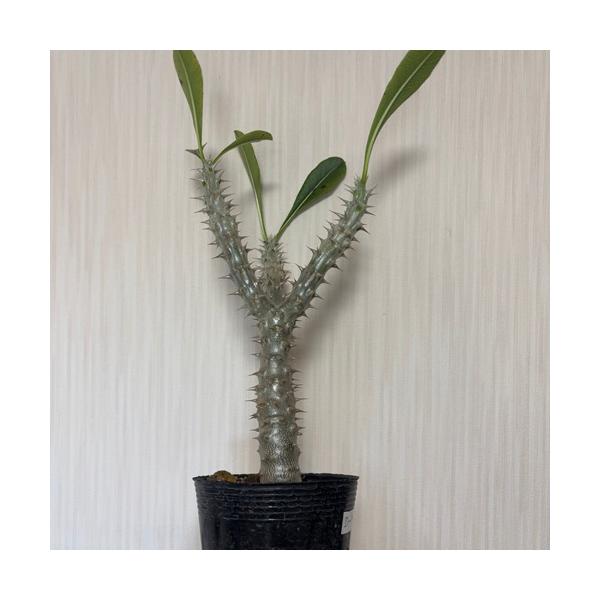 ビザールプランツ（奇妙な植物）や珍奇植物として人気があります。パキポディウム　デンシフローラムは、パキポディウムの中でも丈夫で育てやすいので、初心者向き。トゲが魅力です。科目：キョウチクトウ科分類：塊根植物生育環境：直射日光の当たらない明る...