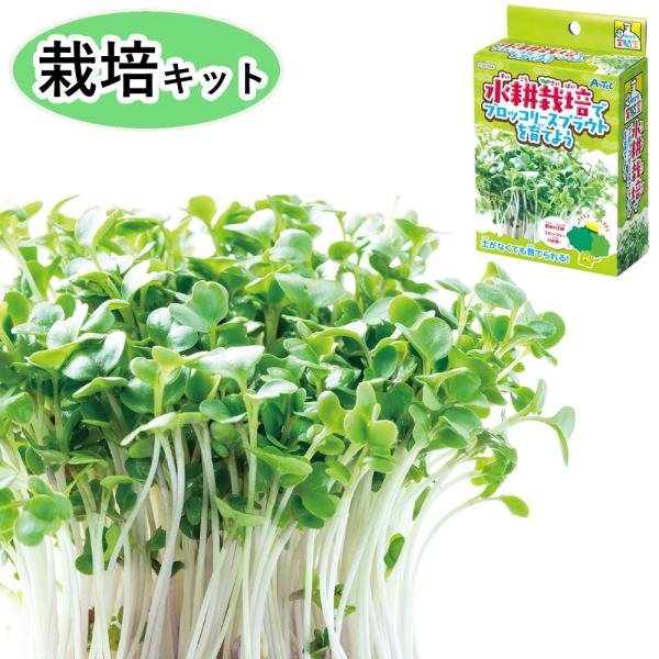 土がなくても育てられるブロッコリースプラウトの水耕栽培キット。一年中種まき・収穫を楽しめます。自分で育てた野菜は美味しいので好き嫌いもなくなりそう。育てる楽しさ、食べ物の大切さが学べます。＜こんな時におすすめ＞◇子供の夏休み・冬休みの自由工...