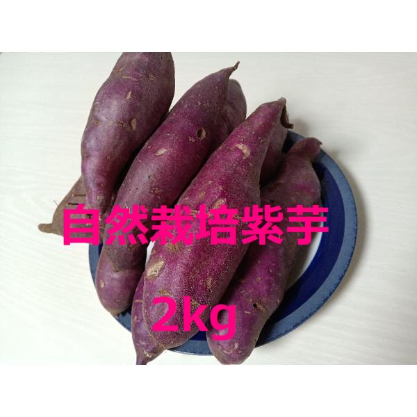 6年間農薬、化学肥料未使用の圃場で栽培しました。1カ月以上熟成済みで、紫芋としては糖度が高く、上品ですっきりした甘さです。焼芋にすると熱々の状態で糖度30度を超えます。(冷めると糖度は下がります。)　無農薬ですので、栄養価の高い皮ごと食べら...