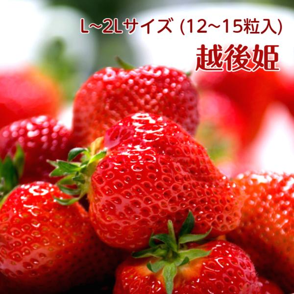 【春季限定販売】※5月下旬頃まで販売予定◎Lサイズ〜2Lサイズの越後姫です。【Lサイズ15粒入、または、2Lサイズ12粒入のどちらかをお届けいたします。】※収穫状況により変動するため、サイズや数量のご希望は承っておりません。ご準備できるサイ...