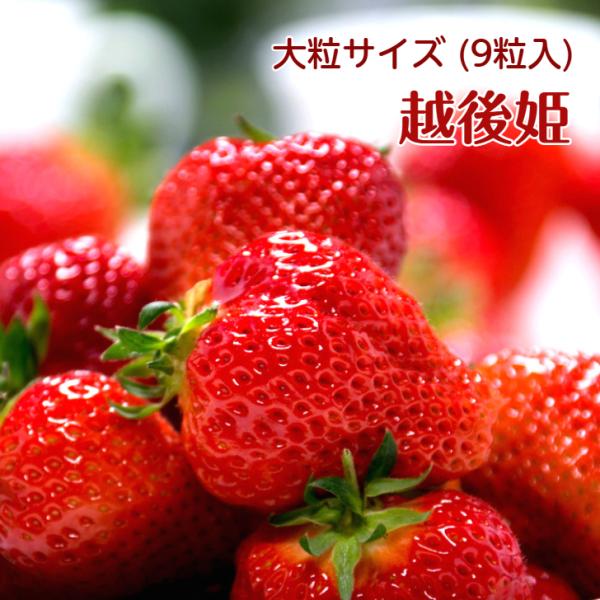 【春季限定販売】※5月上旬頃まで販売予定※こちらの商品は、天候や気温により収穫量が異なるため、配送日指定は承っておりません。また、沖縄・一部離島への配送はいたしかねます。※気候や収穫量により発送の遅れやご注文のキャンセルをお願いする場合がご...