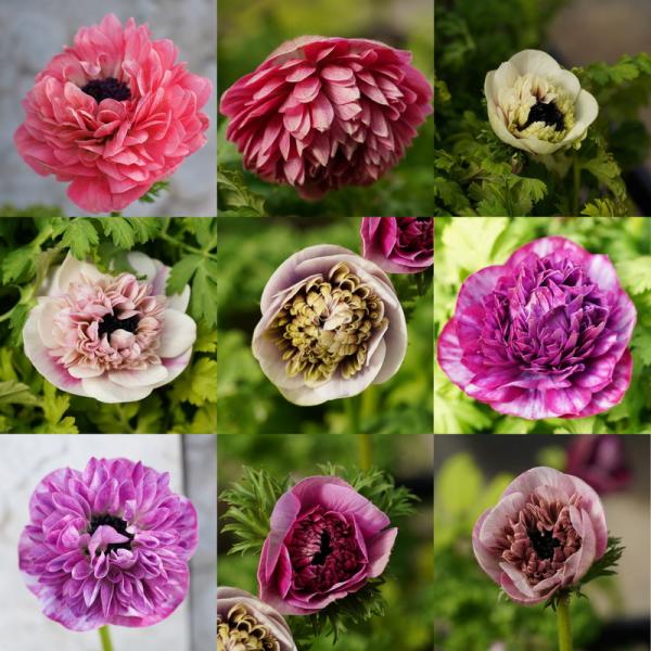 希少な八重咲きのアネモネ「アンアリス」”プレミアム” ミックスカラー2年生充実株可憐な八重咲きの新品種耐寒性に優れ、可愛い花を次々咲かせてくれます。ブリーダーである竹中園芸様が選抜を行い、直接お届けして頂いております。今季の苗は2年生株で株...