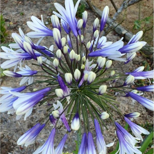 アガパンサス「ファイアーワークス」（PVP）Agapanthus 'Fireworks'世界初となる再開花性の矮性常緑バイカラーアガパンサスです。耐寒性は-10℃と優れており根元が紫色で咲は白いトランペット型の花がいくつも咲きます。最大草丈...