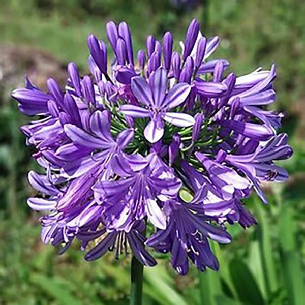 アガパンサス「ポッピンパープル」（PVP）Agapanthus 'Poppin Purple'濃い紫色が美しい品種。世界有数の園芸見本市IPM ESSEN 2020で最優秀新種多年草賞を受賞した。最大草丈：60ｃｍ最大株幅：70ｃｍ12cm...