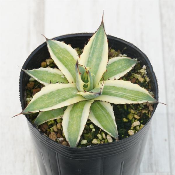 AGAVE x. 'Frostbite'A.xylonacanthaの黄覆輪品種。細身の葉に大きな歯を持ち印象的。子吹きが悪いため増殖しづらい。メリクロン苗からの育成品。耐寒性-7℃最大草丈45cm※商品の性質上、細かなトゲ折れや傷がござい...