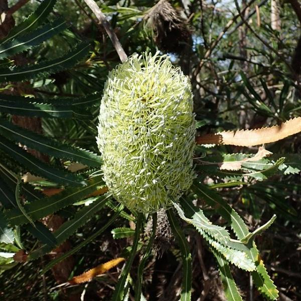 バンクシア・アエムラBanksia aemula樹高4-8m、細長く鋸状の葉に黄緑色の花を咲かせる。別名ウォールム・バンクシア。耐寒性約-5℃。【耐寒性】中【日照】日向　【水やり】普通　【ヤマモガシ科】　【花期】11-5月　※栽培環境により...