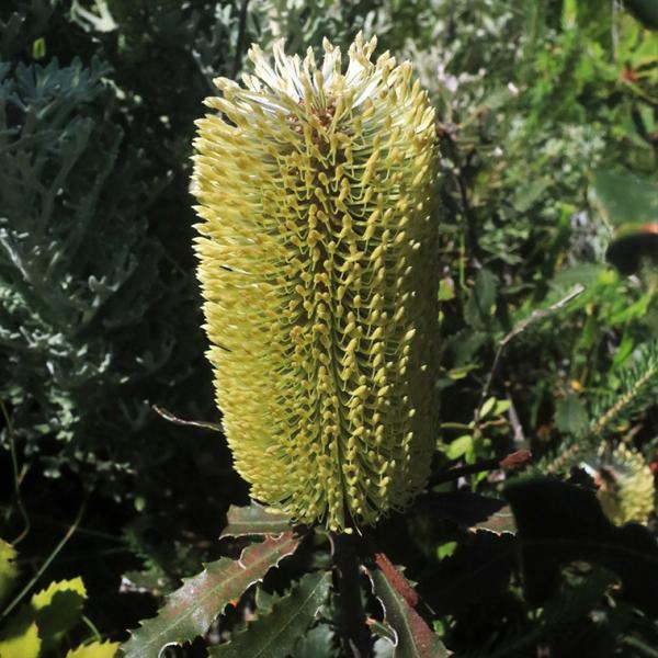 Banksia oblongifolia樹高1-3m淡い黄色のブラシ状の花を付け、新芽は赤褐色の毛に覆われ美しい。オーストラリア東部原産。耐寒性：-8℃。【耐寒性】中【日照】日向　【水やり】普通　【ヤマモガシ科】　【花期】11-5月　※栽培...