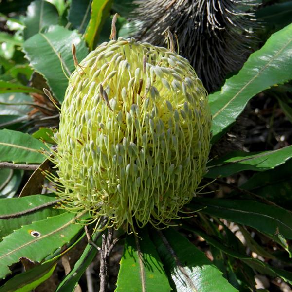 Banksia serrata樹高4-15m、灰黄色のブラシ状の花を付ける。葉には細かな鋸状の突起があり、別名ソー・バンクシアと呼ばれる。オーストラリア東部原産。耐寒性：-8℃。9cmロングポット植え【耐寒性】中【日照】日向　【水やり】普通...