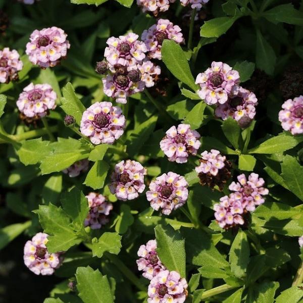 ヒメイワダレソウ　3号ポットお得な10ポットセットです。Lippia canescens var. repens夏にピンク色の小さな花を咲かせるグランドカバー強健種。【耐寒性】中【草丈】草丈1-5cm【日照】日向【水やり】普通【クマツヅラ科...