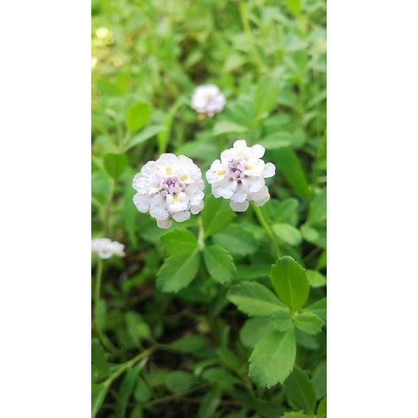 Lippia canescens var. repens春から秋にかけて白色〜薄ピンクの小さな花を咲かせるグランドカバープランツ長い間花が楽しめます。【耐寒性】中【草丈】草丈1-5cm【日照】日向【水やり】普通【クマツヅラ科】【花期4-11...