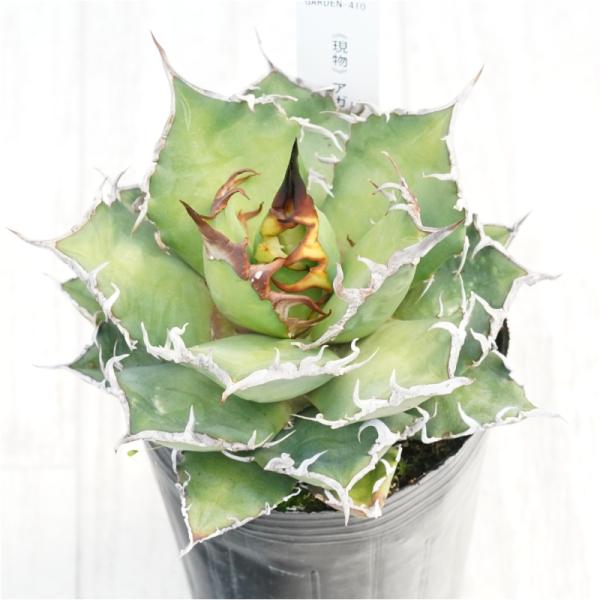 四国ガーデンセレクション《現物》アガベ・チタノタ「凱撒（シーザー）」　3号規格　しっかり仕立てた特別株を現物販売いたします。これからの成長がとっても楽しみな株です！この機会にぜひご覧ください！撮影日：2/24株の大きさはポット上部の直径9セ...