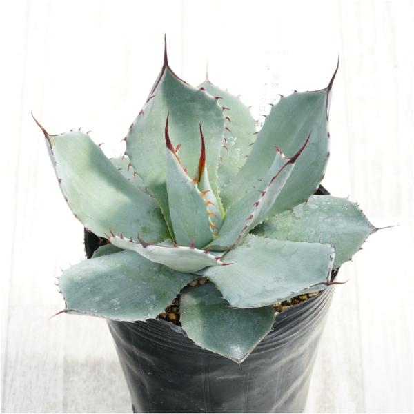 四国ガーデンセレクション《現物》アガベ　パリートランカータ　4号規格　しっかり仕立てた特別株を現物販売いたします。これからの成長がとっても楽しみな株です！この機会にぜひご覧ください！撮影日：2/24株の大きさはポット上部の直径12センチをご...