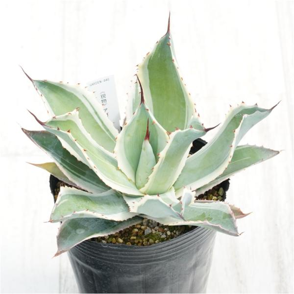 四国ガーデンセレクション《現物》アガベ　ポタトラム　スノーフォール　4号規格　しっかり仕立てた特別株を現物販売いたします。これからの成長がとっても楽しみな株です！この機会にぜひご覧ください！撮影日：2/24株の大きさはポット上部の直径12セ...
