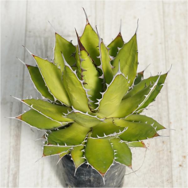 四国ガーデンセレクションアガベ　現物販売しっかり仕立てた特別株を現物販売いたします。これからの成長がとっても楽しみな株です！この機会にぜひご覧ください！撮影日：3/16株の大きさはポット上部の直径9センチをご参考にお願いします。《注意点》写...