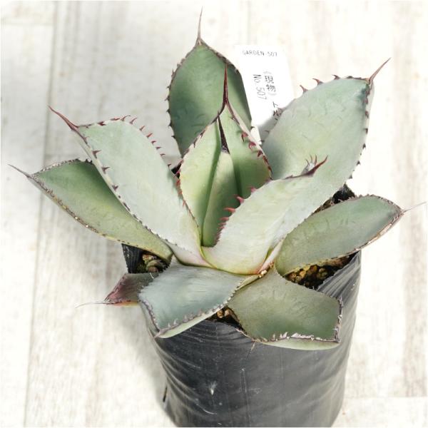 四国ガーデンセレクションアガベ　現物販売しっかり仕立てた特別株を現物販売いたします。これからの成長がとっても楽しみな株です！この機会にぜひご覧ください！撮影日：3/16株の大きさはポット上部の直径9センチをご参考にお願いします。《注意点》写...