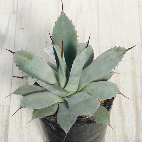 四国ガーデンセレクションアガベ　現物販売しっかり仕立てた特別株を現物販売いたします。これからの成長がとっても楽しみな株です！この機会にぜひご覧ください！撮影日：3/16株の大きさはポット上部の直径15センチをご参考にお願いします。《注意点》...
