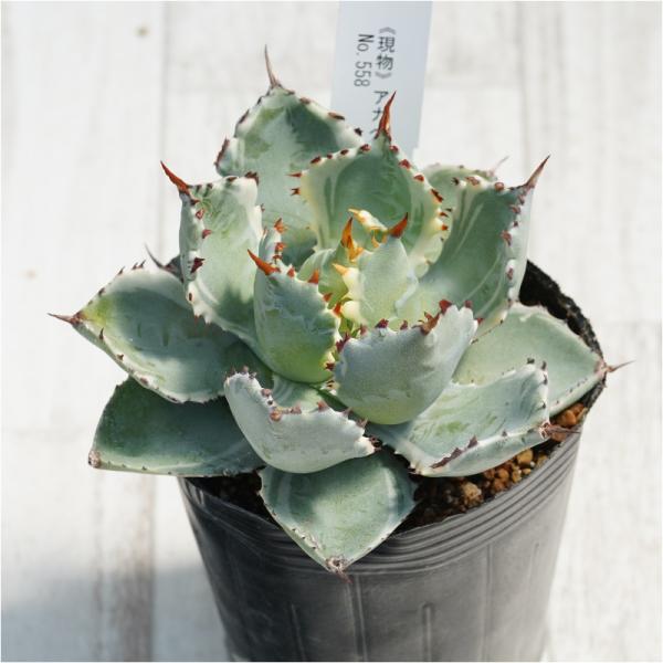 四国ガーデンセレクションアガベ　現物販売しっかり仕立てた特別株を現物販売いたします。これからの成長がとっても楽しみな株です！この機会にぜひご覧ください！撮影日：3/24株の大きさはポット上部の直径9センチをご参考にお願いします。《注意点》写...