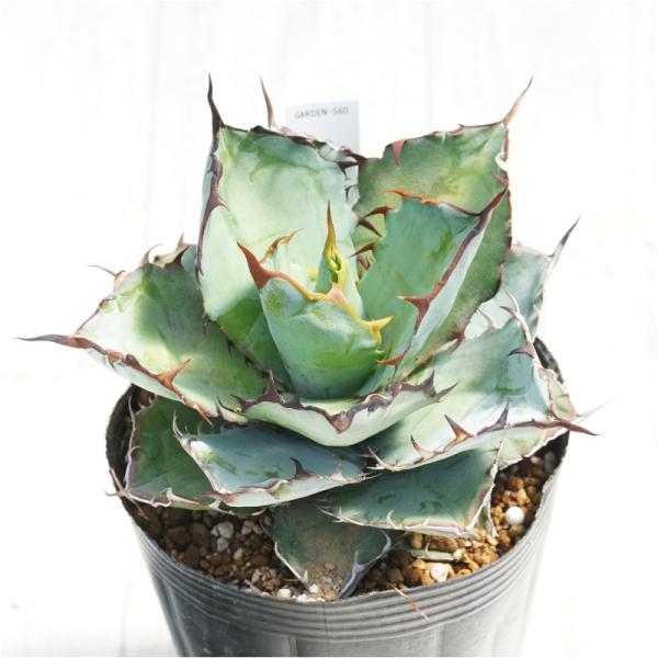 四国ガーデンセレクションアガベ　現物販売しっかり仕立てた特別株を現物販売いたします。これからの成長がとっても楽しみな株です！この機会にぜひご覧ください！撮影日：3/24株の大きさはポット上部の直径12センチをご参考にお願いします。《注意点》...