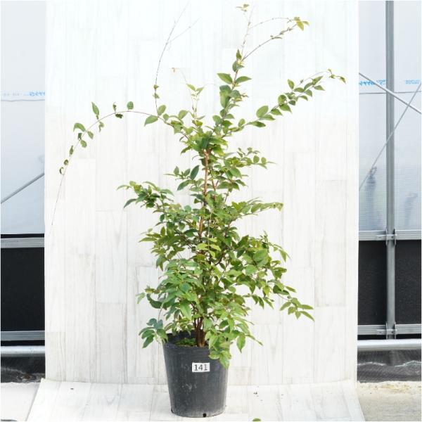 四国ガーデンセレクション選抜した株を「現物商品」として販売いたします。この機会にぜひお迎えください！撮影日：3/10《注意点》写真に写っていない葉傷みなどがある場合がございます。返品の対象外となりますので、ご理解の上お買い求めください。植物...