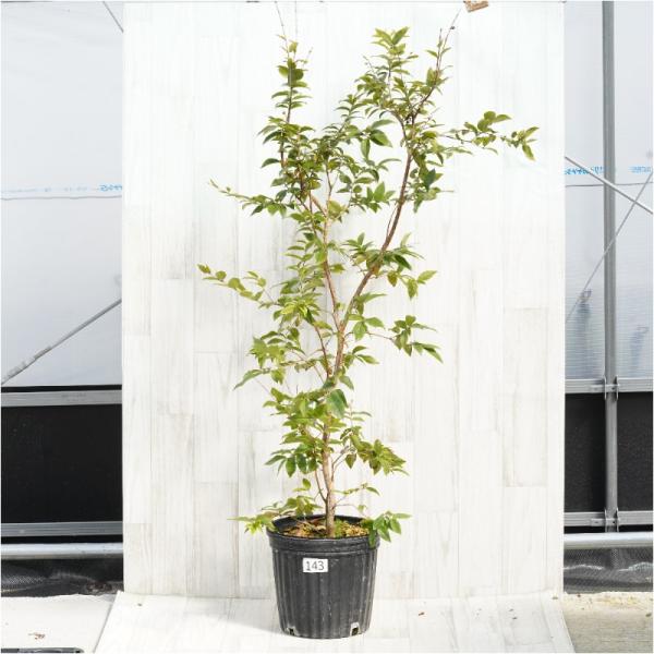 四国ガーデンセレクション選抜した株を「現物商品」として販売いたします。この機会にぜひお迎えください！撮影日：3/10《注意点》写真に写っていない葉傷みなどがある場合がございます。返品の対象外となりますので、ご理解の上お買い求めください。植物...