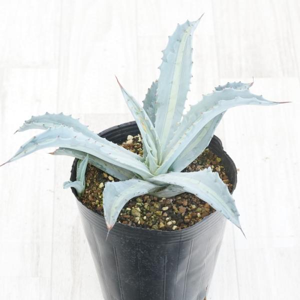 アガベ　アメリカーナ　エクスパンサ中斑Agave americana v. expansa mediopicta最大草丈1m、株張り2m。アメリカーナの黄緑色の中斑が入った美品種。流通が少なく、極めて希少。耐寒性-8℃。※本商品は抜き苗での...
