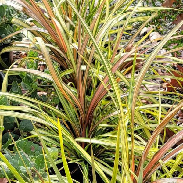 コルジリネ「チャチャ」（コルディリネ）Cordyline australis 'Cha Cha'人気のドライガーデンプランツニュージーランド原産で、剣状の葉が放射線状に広がる。耐寒性に優れ乾燥に強く、栽培はとても簡単。アプリコットと桃から始...
