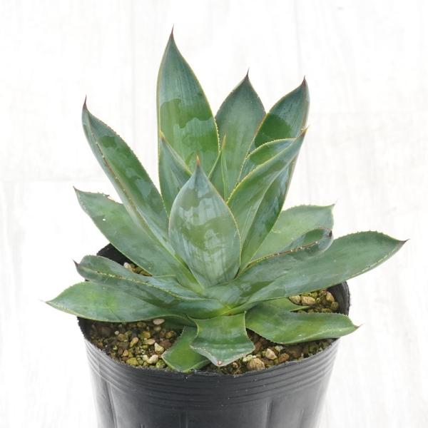 Agave celsii 'Nova'アガベ・ケルシー「ノヴァ」特選メリクロン株幅の広い青灰色の葉を持ち、とても美しいロゼットを形成する。葉の縁には赤褐色の小さな棘が等間隔に並ぶ。比較的若くして開花すると言われている。最大草丈：60cm　最...