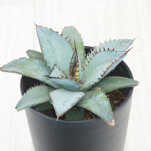 Agave titanota Lion's Maneアガベ・チタノタ「ライオンズメーン」白茶色の細かく並ぶ鋸歯がラインのたて髪の様に並ぶ姿から命名された。青白い幅広の葉もとても美しい。耐寒性-2℃商品の性質上、細かな傷やトゲ折れ等が御座いま...
