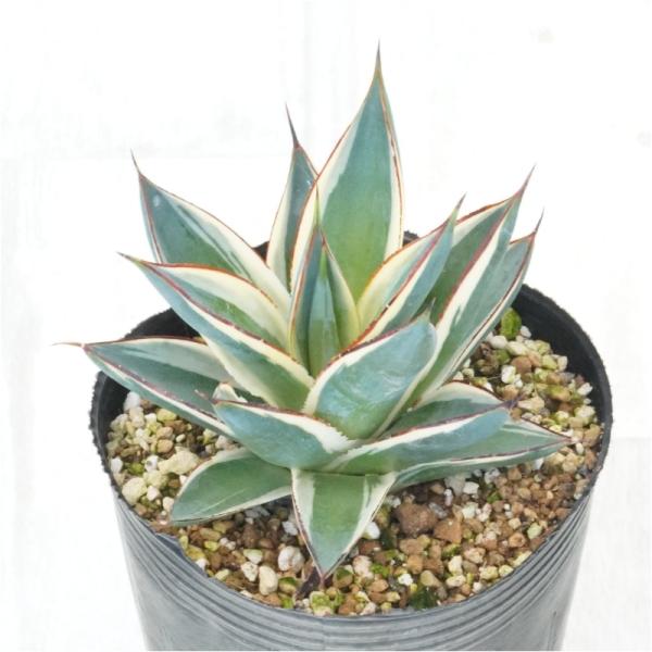 アガベ「スノーグロー」Agave hyb. 'Snow Glow'ブルーグローのクリーム覆輪品種。耐寒性に優れ、庭を晴れやかにする斑入り品種。赤みを帯びた葉の縁どりが美しい。耐寒性：-7℃商品の性質上、葉に傷等がある場合が御座います。今後の...