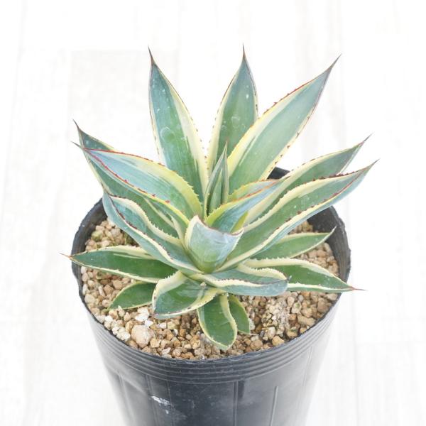 アガベ・サングローAgave hyb. 'Sun Glow'※メリクロン株ブルーグローの黄覆輪タイプ。耐寒性に優れドライガーデンで人気が高い。光に覆輪部を透かすととても美しく映り、数あるアガベの中でも抜群に美しい品種である。病気への耐性も高...