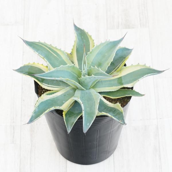 アガベ　オバティフォリア　オルカ<br>Agave Ovatifolia 'Orca'<br><br>オバティフォリアの斑入り品種。<br>黄色の覆輪がとても美しく、大人気の品種。<br...