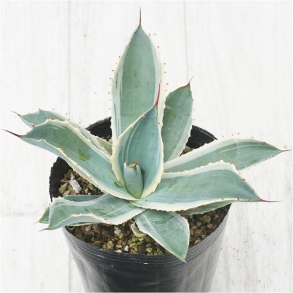 アガベ・ポタトラム「スノーフォール」Agave potatorum 'Snowfall'幅60〜90cmの対称的なロゼットを形成する。 パウダーブルーの葉にはクリーム色の白い縁取りと赤いトゲを持つ。耐寒性：-4℃最大株幅：約80センチ※現物...