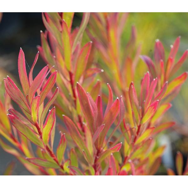 リューカデンドロン「ジョリージョーカー」Leucadendron 'Jolly Jorker'(Leucadendron laureolum x salignum)葉の縁が鮮やかな赤に染まる斑入り品種。太陽の光をしっかり浴びる事で、より斑が...