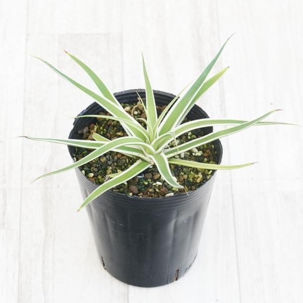 アガベ・ブラクテオーサ「モンテレー・フロスト」Agave bracteosa 'Monterrey Frost'ブラクテオーサの白覆輪品種。ブラクテオーサはメキシコのコアウイラ州の峡谷に自生するアガベの一種。葉に大きなトゲはなくその姿から別...