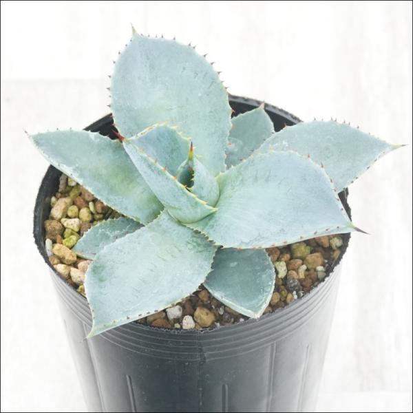 Agave pygmaea 'Dragon Toes'アガベ・ピグマエア「ドラゴン・トゥース」耐寒性：-1℃最大草丈：70センチ、最大株幅：100センチパウダーブルーの葉と赤褐色の棘が魅力的な人気品種。ドラゴン（Dragon）のつま先（To...