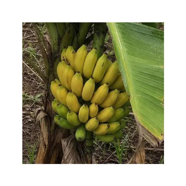 バナナ「ドワーフ・キャベンディッシュ」Musa acuminata 'Dwarf Cavendish'最大樹高２メートルの矮性品種。葉幅が広く、葉が短いため風に強く安定している。とても甘い果実を実らせる優良品種。※栽培環境により葉色は多少変...