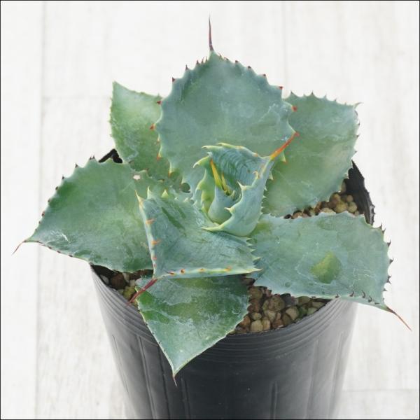 Agave potatorum 'Spawn'アガベ　ポタトラム「スポーン」ポタトラムの選抜クローン苗。うねるトゲが特徴で高い人気を誇る。葉は青白く、鋸歯元の葉の切れ込みも深く。またカラフルな鋸歯は美しい耐寒性：-5℃最大草丈：50センチ、...