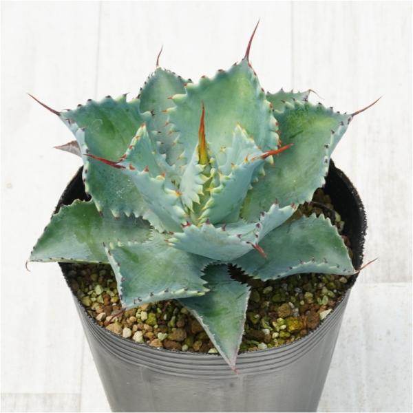 Agave potatorum 'Spawn'アガベ　ポタトラム「スポーン」ポタトラムの選抜クローン苗。うねるトゲが特徴で高い人気を誇る。葉は青白く、鋸歯元の葉の切れ込みも深く。またカラフルな鋸歯は美しい耐寒性：-5℃最大草丈：50センチ、...