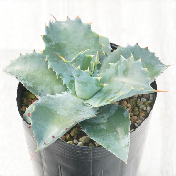 アガベ「インディゴ・フュージョン」Agave hyb. 'Indigo Fusion'Agave （potatorum 'Spawn'×isthmensis）青白い葉にカラフルな鋸歯が縁取るハイブリッド品種鋸歯の一部は連棘となり、切れ込みが...