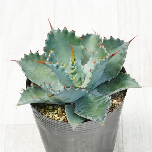 アガベ「インディゴ・フュージョン」Agave hyb. 'Indigo Fusion'Agave （potatorum 'Spawn'×isthmensis）青白い葉にカラフルな鋸歯が縁取るハイブリッド品種鋸歯の一部は連棘となり、切れ込みが...