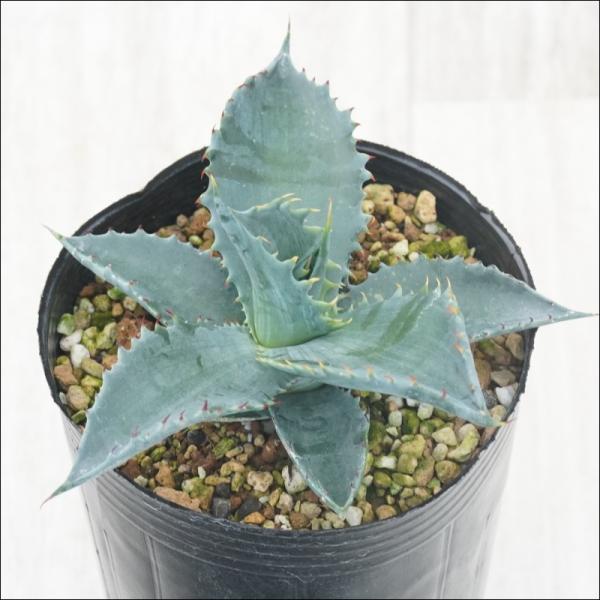 アガベ　チョイス　※コロラータハイブリッドAgave hyb. 'Choice'交配品種のメリクロン株。コロラータのハイブリッドとされているが詳細は不明青灰色の葉の鋸歯は細かく鋸のよう耐寒性：不明※写真は参考イメージです。株ごとに個体差がご...