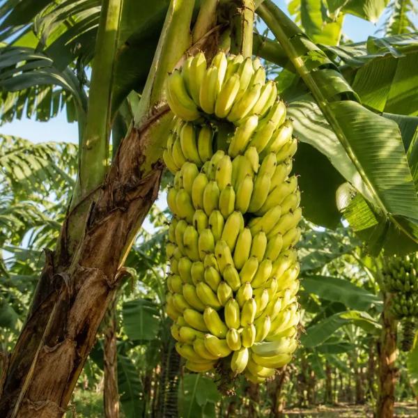 バナナ「グランドナイン」Musa acuminata 'Grand Nain'国内流通極僅かの希少品種。世界中で栽培されている最も人気のあるバナナ品種の一つ。とても甘くバナナ愛好家の間で人気があります。収穫量が多いことで有名です。※栽培環境...