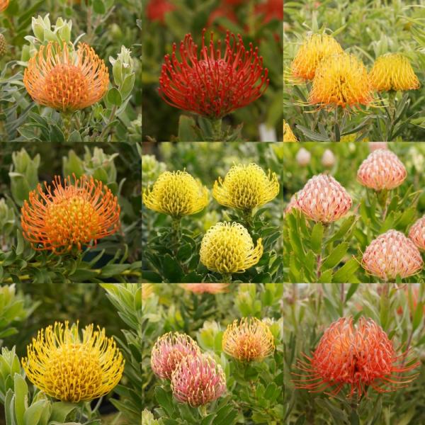 リューコスペルマム　見計らい3種3株　アソート（4号ロング）人気急上昇中のリューコスペルマムをお買い得なセットとしました！どんな品種かは届いてからのお楽しみです！※品種ラベル付き当社で生産している全品種より彩り豊かに選定します。※品種のご指...