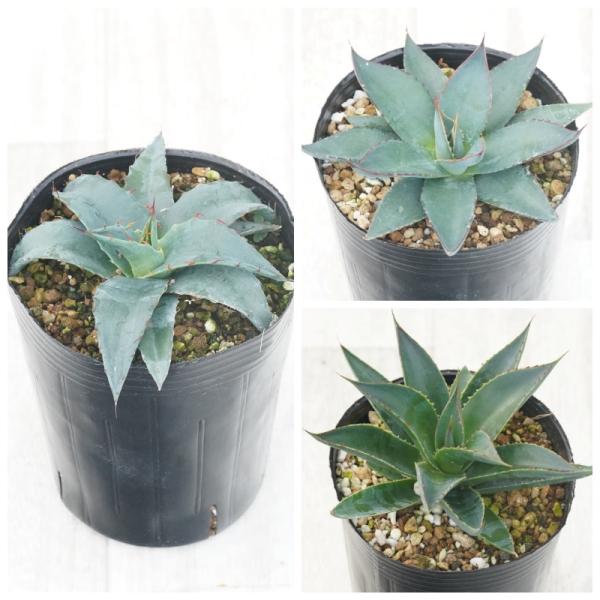 アガベ　耐寒性品種3種セット（ショータイム・ブルーエンバー・ブルーグロー）耐寒性に優れ、ドライガーデンにおすすめの品種をお得なセットにしました！【セット内容】【ショー・タイム】オバティフォリアとビクトリアレギネとの交配品種のメリクロン株。青...