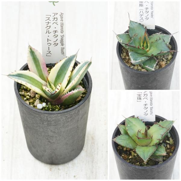 アガベ　チタノタ銘品　3種セット（スナグルトゥース・ハデス・宝珠）　2.5号鉢ミニチュアサイズのチタノタ銘品をお得なセットにしました！【セット内容】【スナグルトゥース】アイボリーの覆輪斑チタノタ銘品。チタノタ系元来の鋭い鋸歯トゲとボール状の...