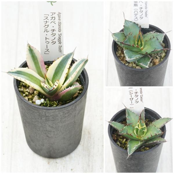 アガベ　チタノタ銘品　3種セット（スナグルトゥース・ハデス・シーザー）　2.5号鉢ミニチュアサイズのチタノタ銘品をお得なセットにしました！【セット内容】【スナグルトゥース】アイボリーの覆輪斑チタノタ銘品。チタノタ系元来の鋭い鋸歯トゲとボール...